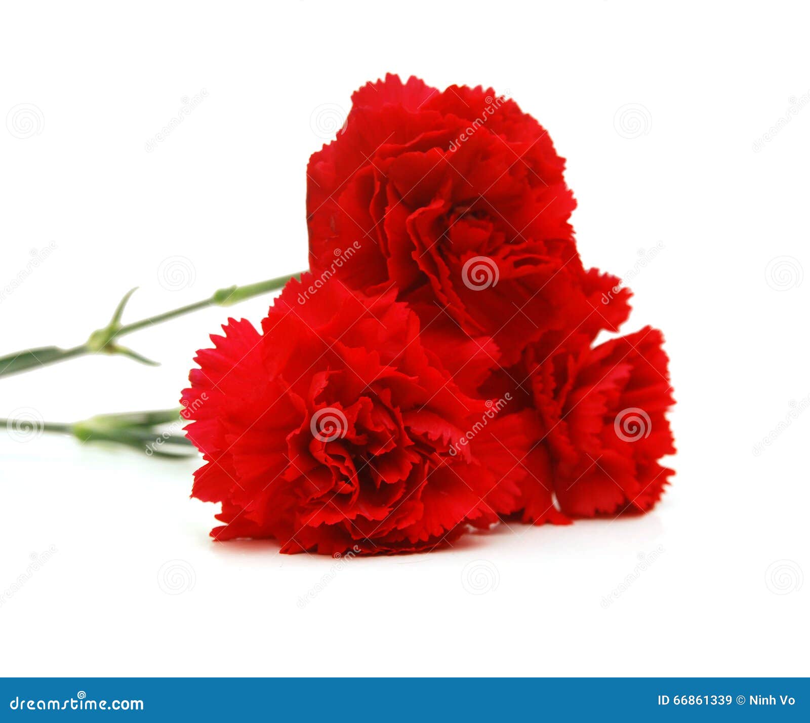 Garofano rosso immagine stock. Immagine di bianco, immagine - 66861339