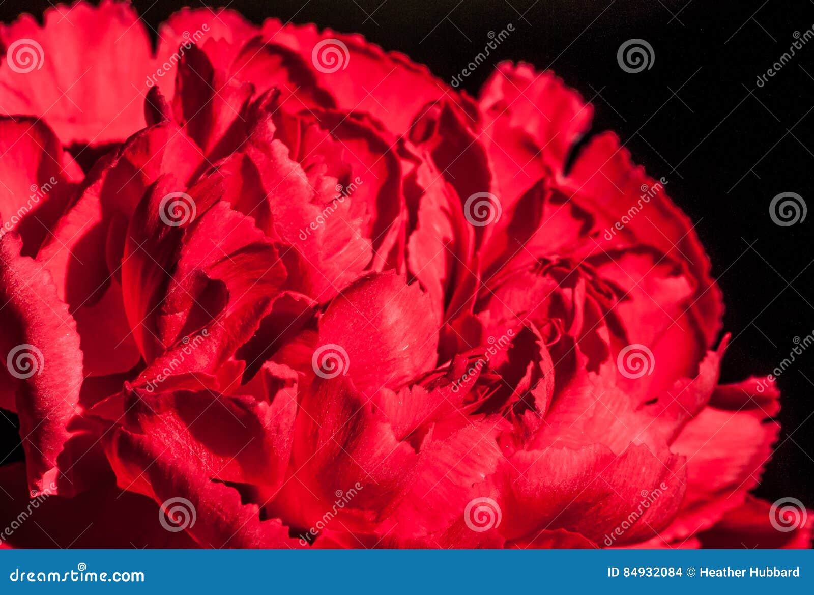 Garofano rosso fotografia stock. Immagine di valentina - 84932084