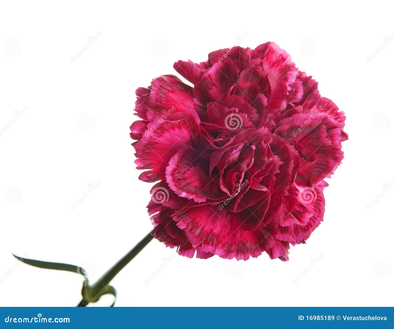 Garofano rosso scuro immagine stock. Immagine di pianta - 16985189