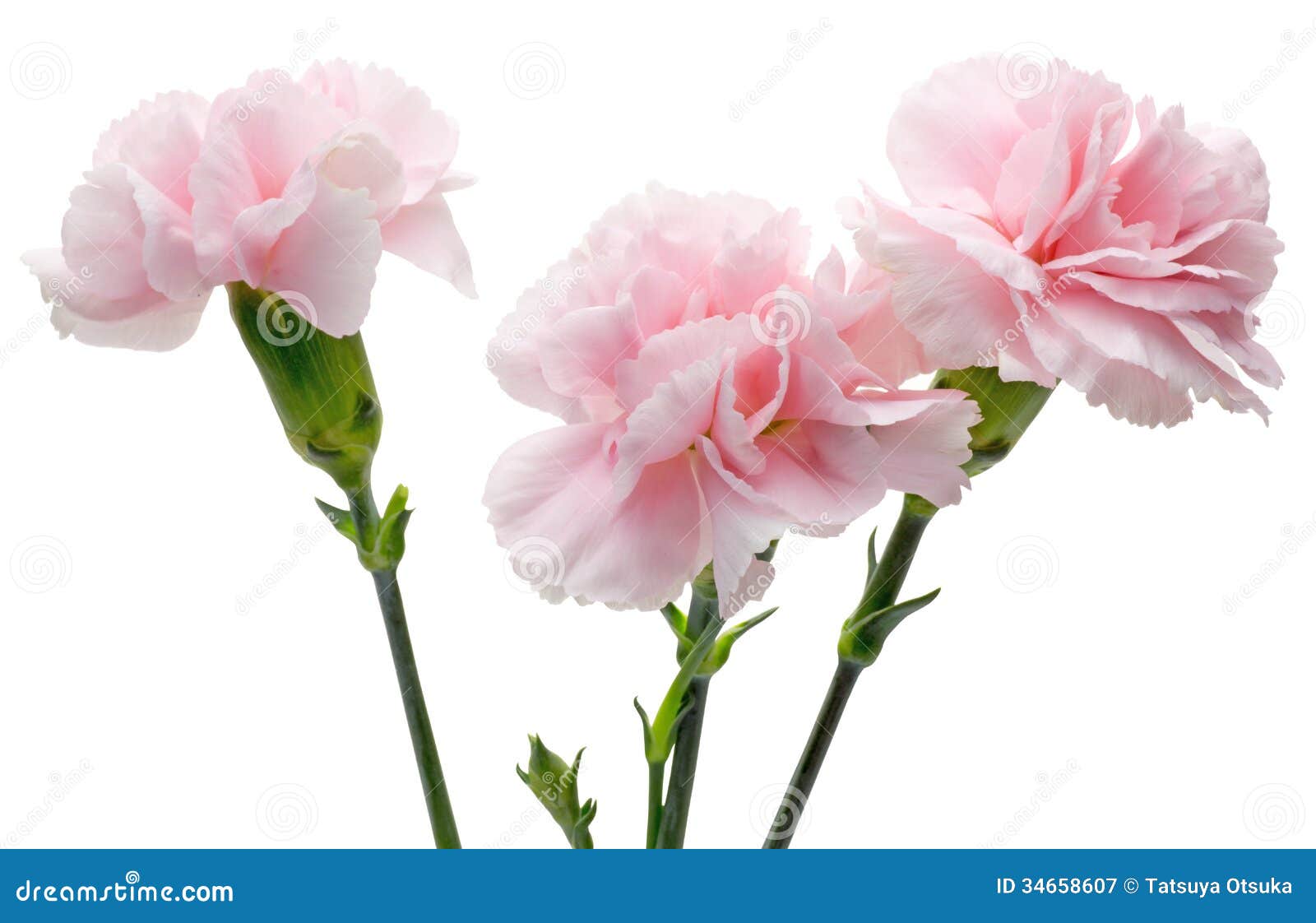 Garofano in Un Fondo Bianco Immagine Stock - Immagine di garofano, rosa ...