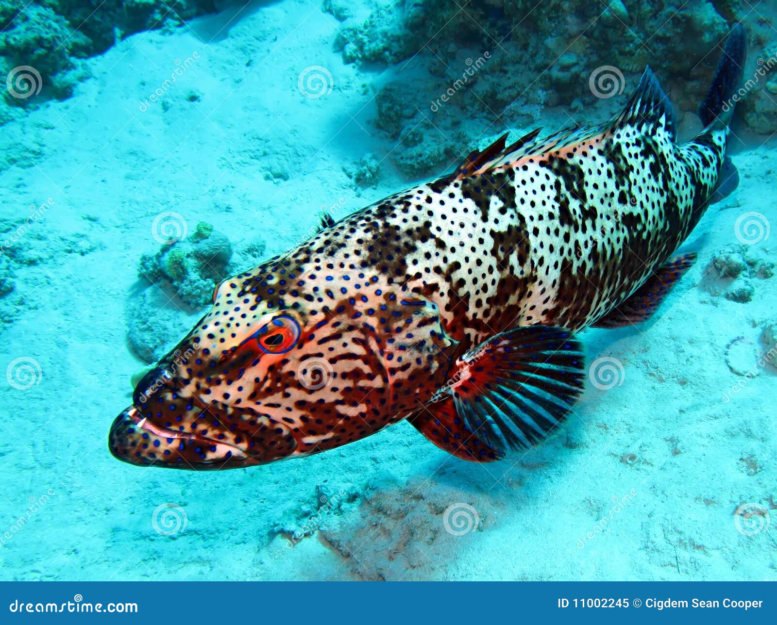 Garoupa imagem de stock. Imagem de garoupa, oceano, boca - 11002245