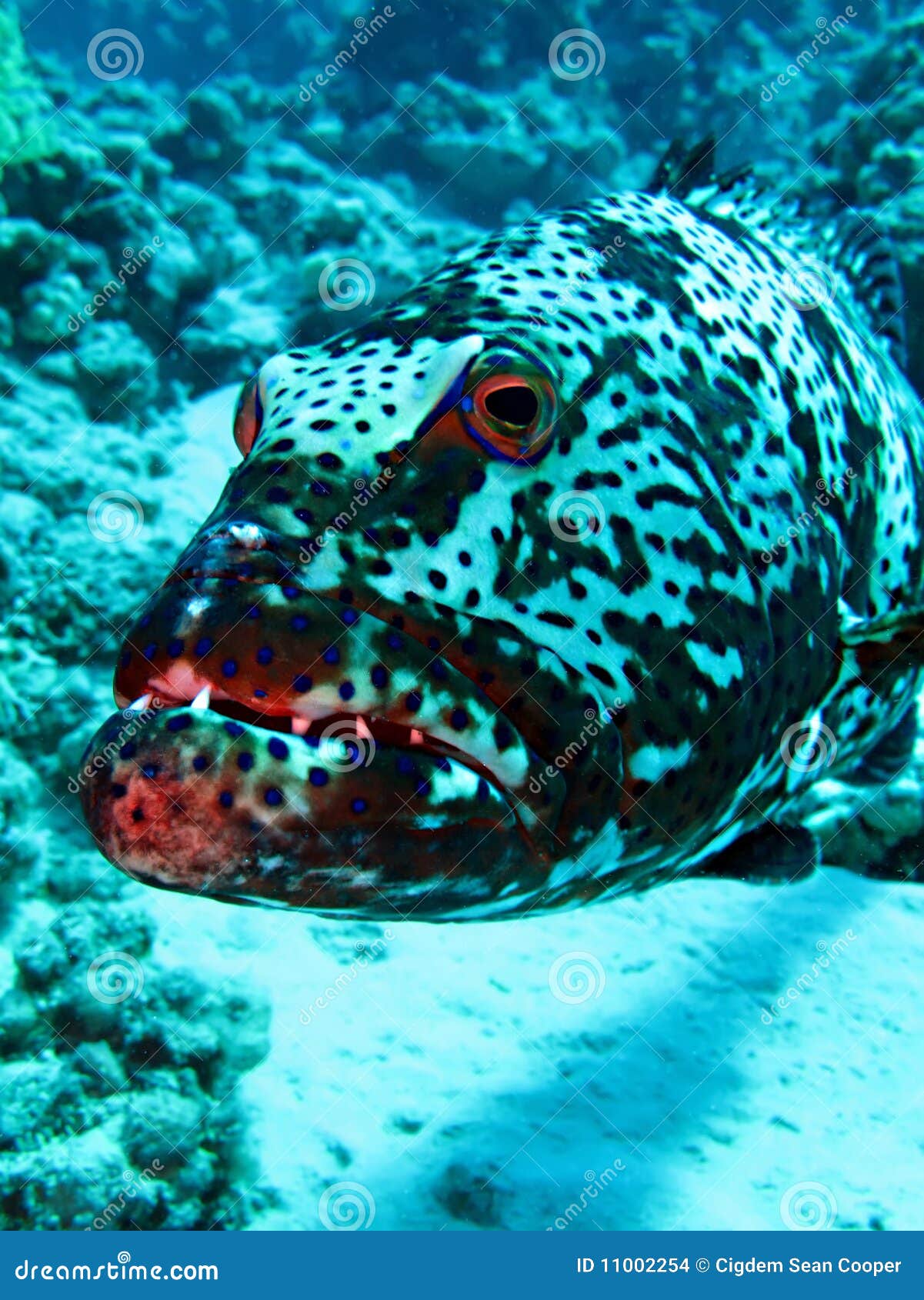 Garoupa foto de stock. Imagem de turquesa, egipto, vermelho - 11002254