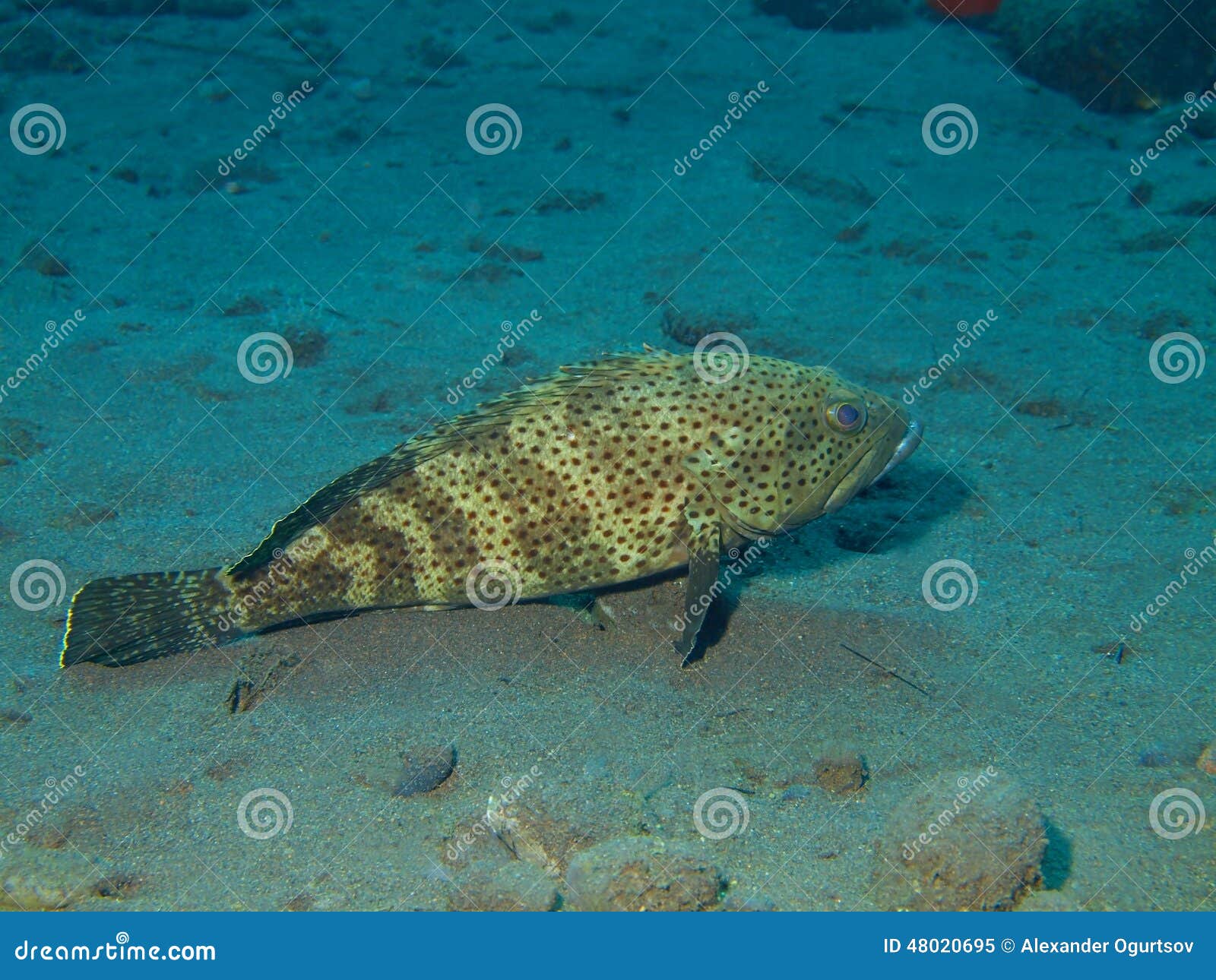 Garoupa imagem de stock. Imagem de garoupa, peixes, oceano - 48020695