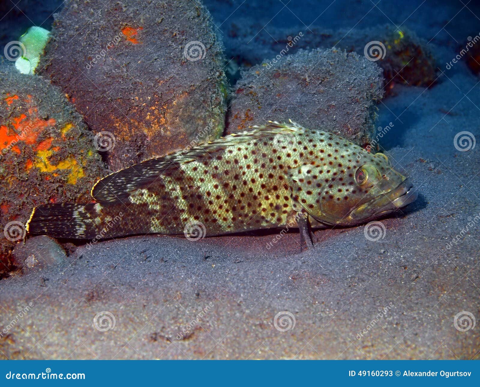 Garoupa imagem de stock. Imagem de coral, mundo, nave - 49160293