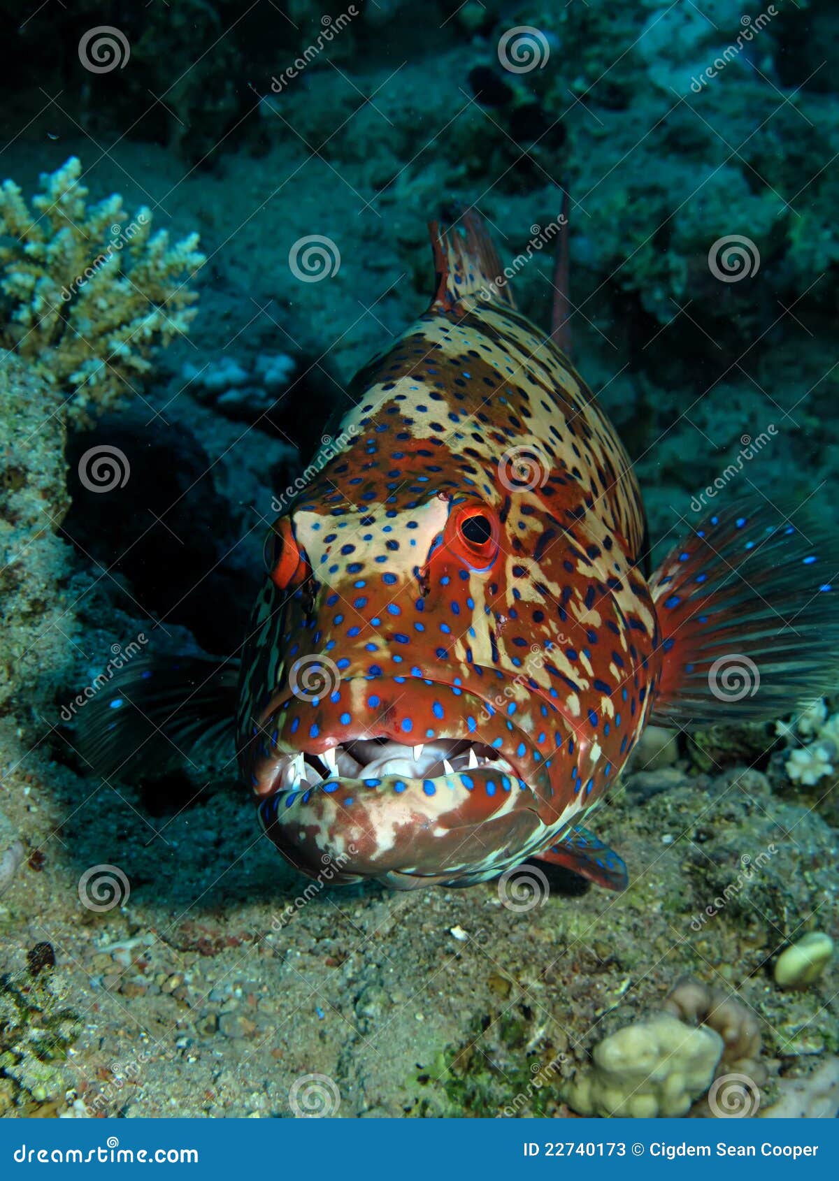 Garoupa coral imagem de stock. Imagem de oceano, colorido - 22740173