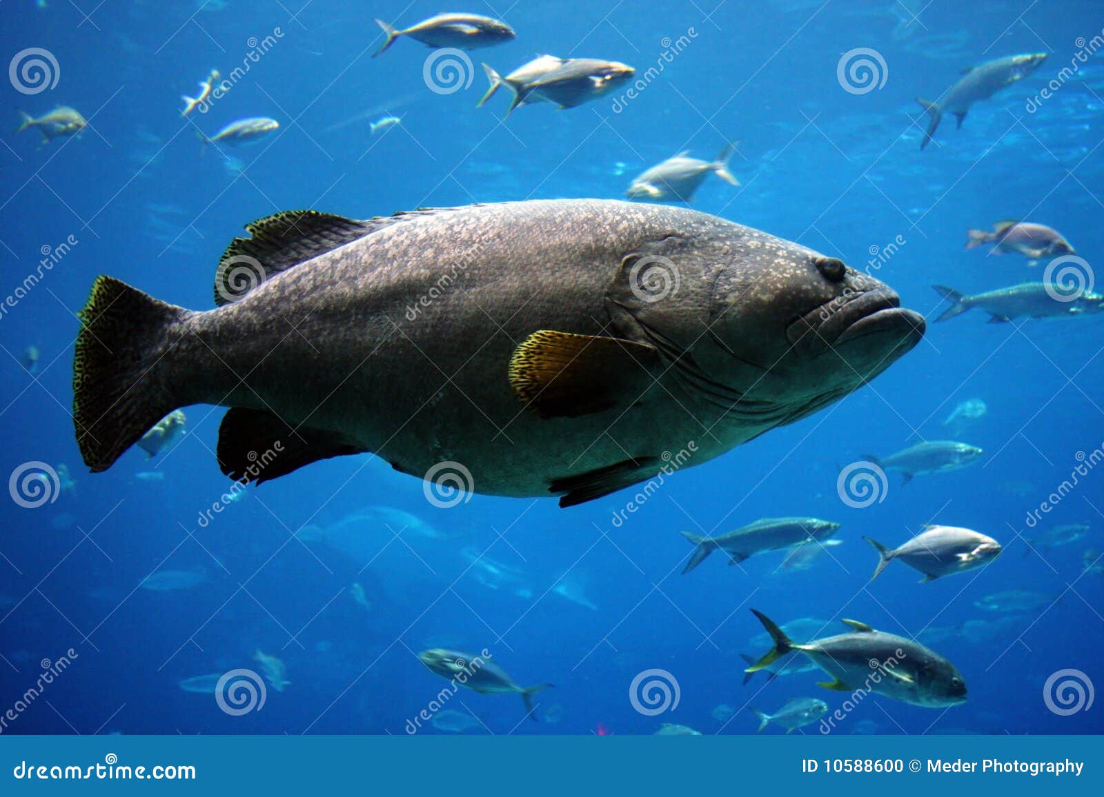 Garoupa gigante foto de stock. Imagem de cara, parque - 10588600