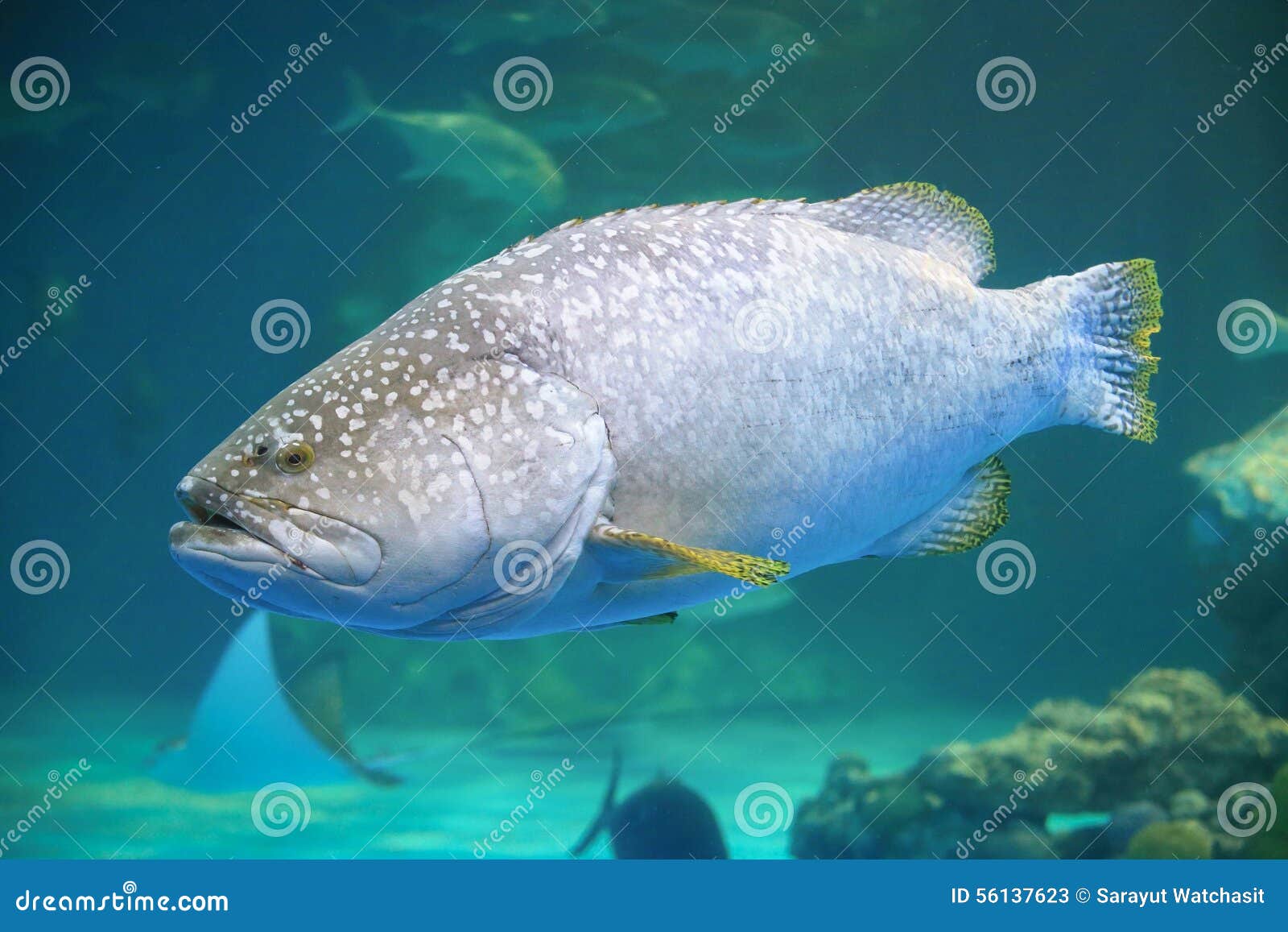 Garoupa gigante imagem de stock. Imagem de recifes, brisbane - 56137623