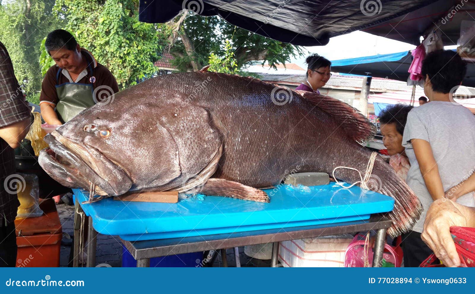 Garoupa gigante imagem de stock editorial. Imagem de venda - 77028894