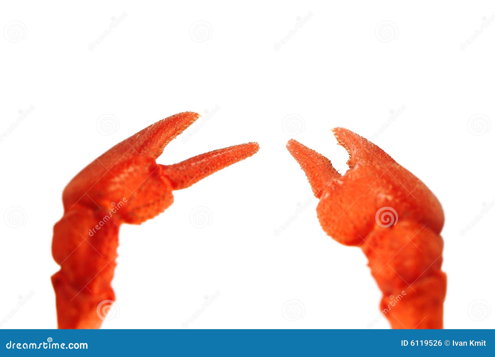 Garra foto de archivo. Imagen de rojo, langosta, blanco - 6119526