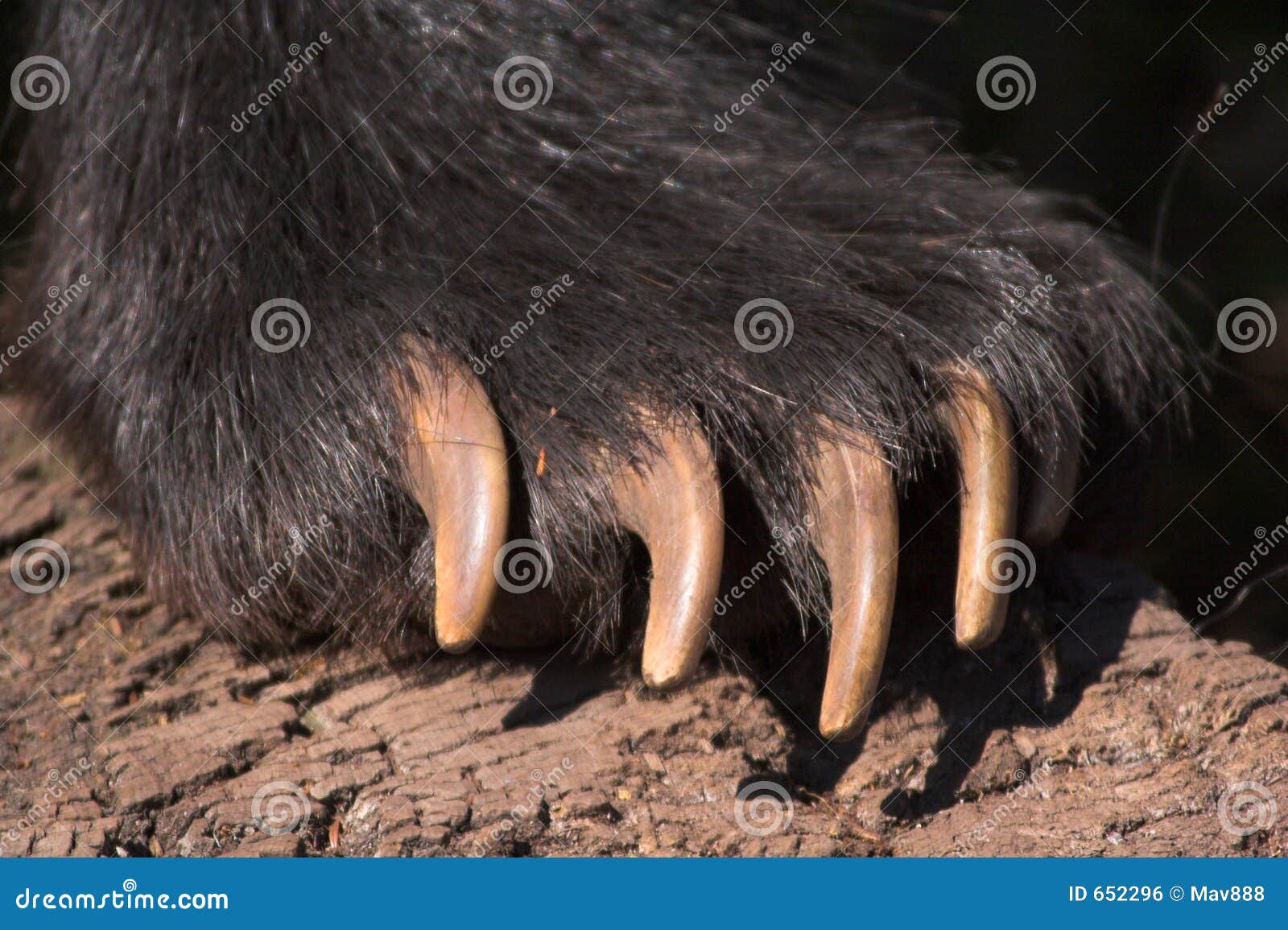 Garra de oso foto de archivo. Imagen de macro, arma, peludo - 652296