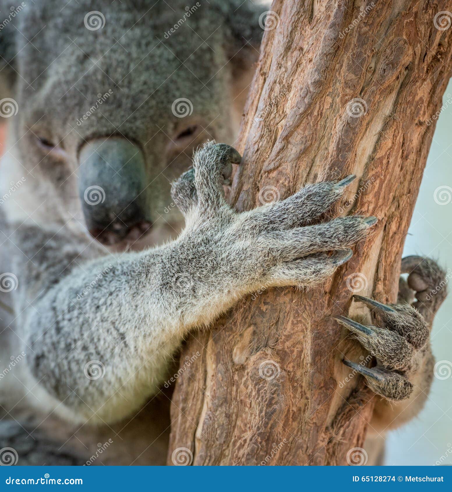 Garra de oso de koala foto de archivo. Imagen de teddy - 65128274
