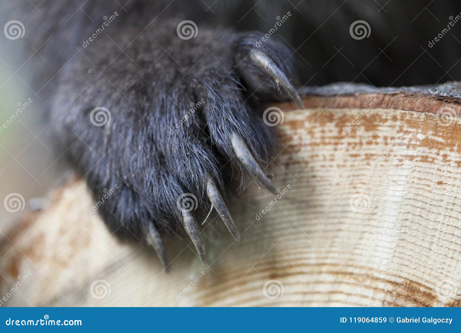 Garra de oso en la madera imagen de archivo. Imagen de cierre - 119064859