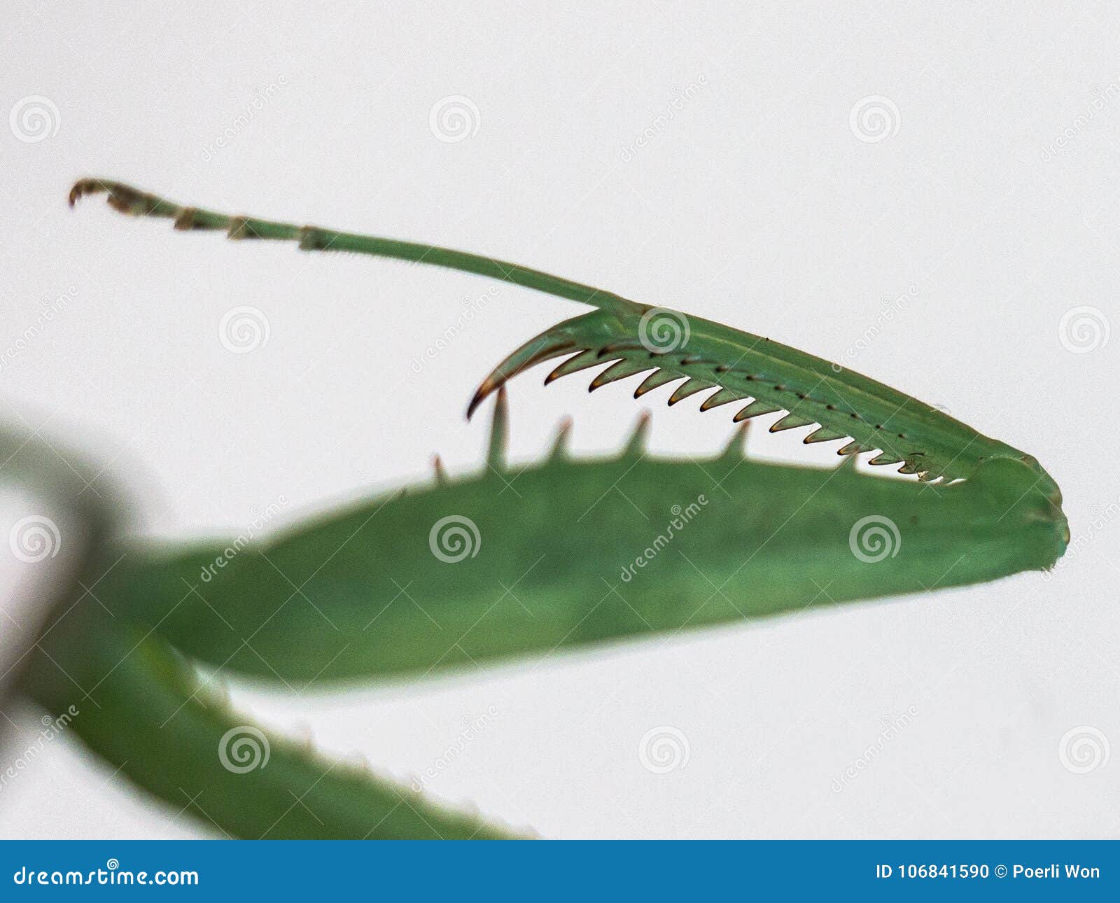 Garra De Una Mantis Religiosa En Blanco Foto de archivo - Imagen de ...