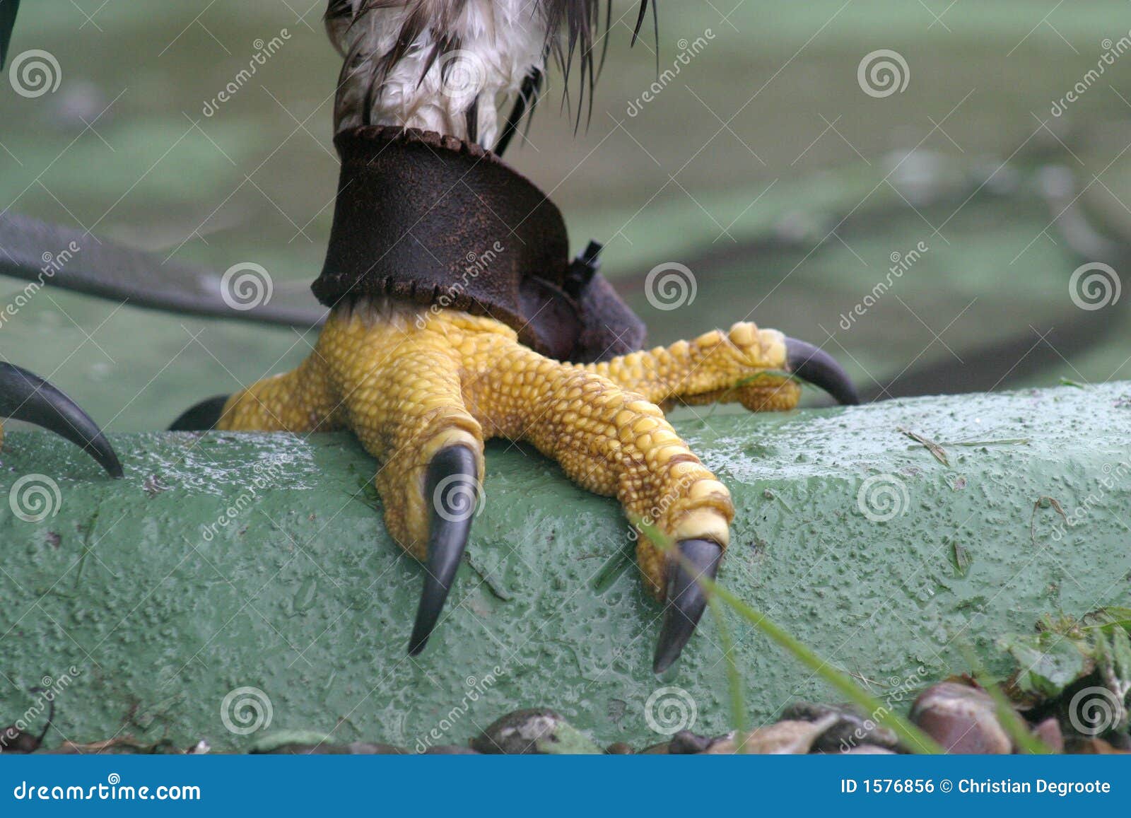 Garra del halcón foto de archivo. Imagen de exterior, animal - 1576856