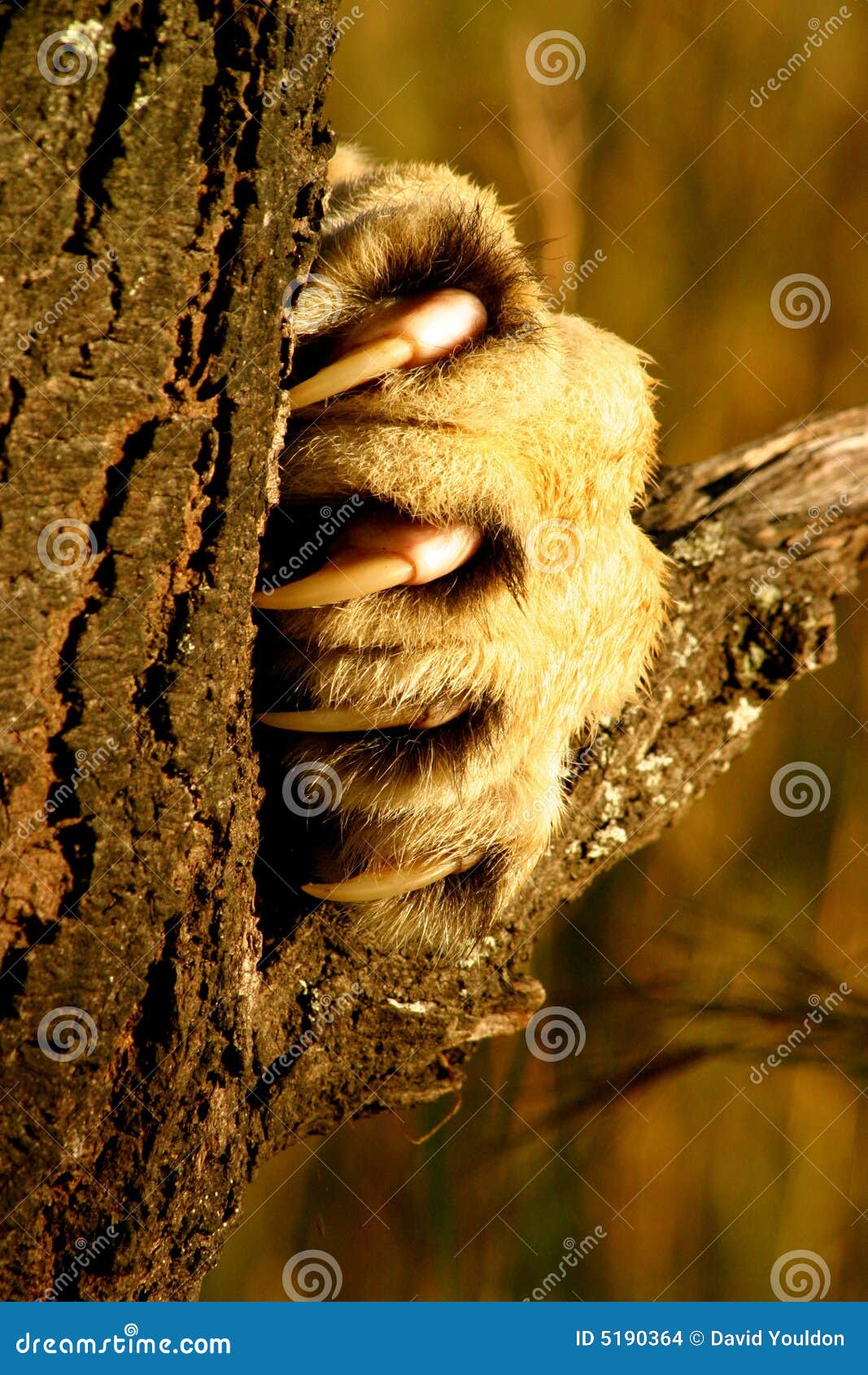 Garra do leão foto de stock. Imagem de grande, wildlife - 5190364
