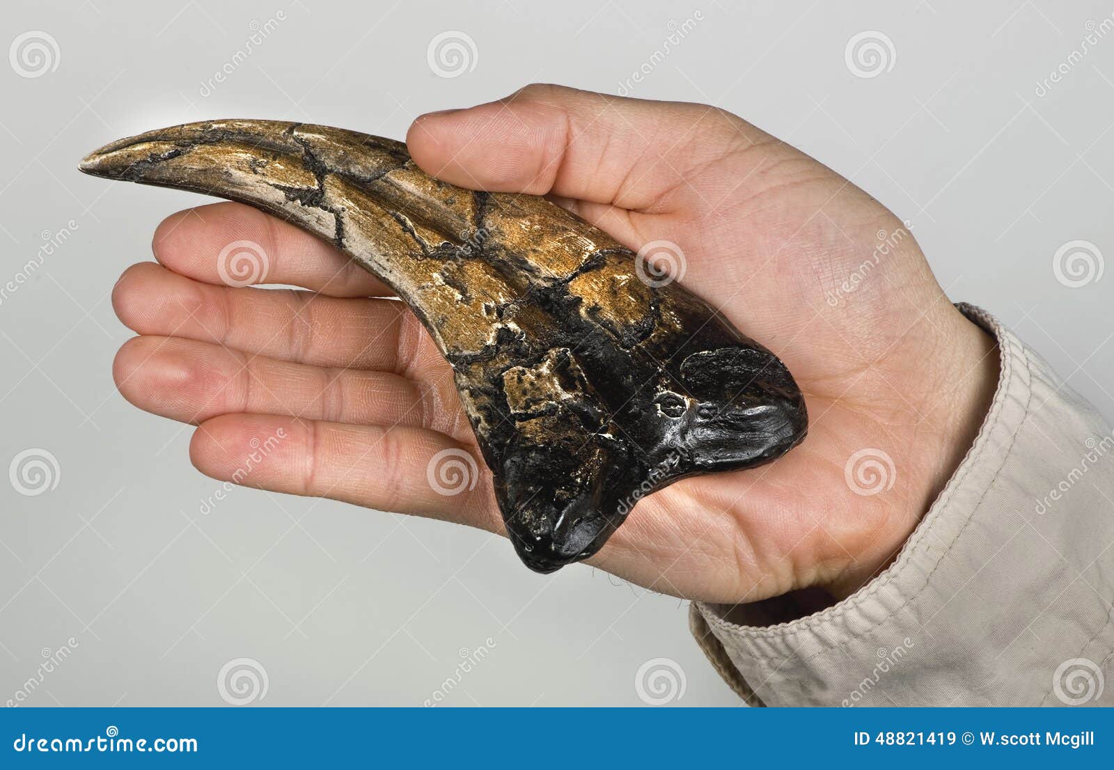 Garra do Velociraptor imagem de stock. Imagem de réptil - 48821419