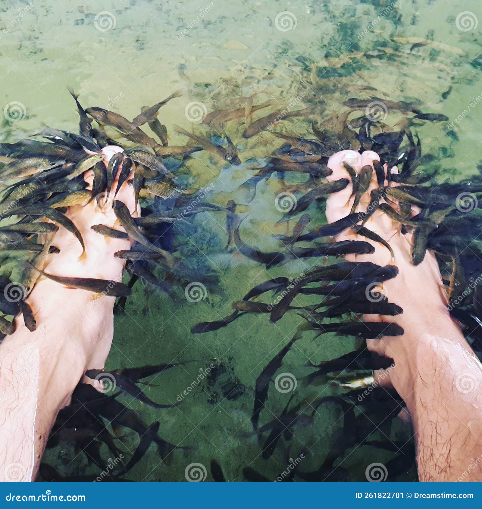 GARRA RUFA FISH stock image. Image of poster, jungle - 261822701