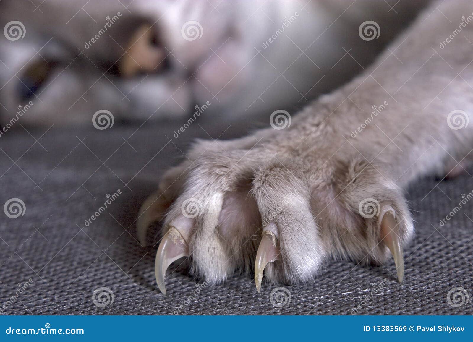 Garras imagem de stock. Imagem de interior, pele, cara - 13383569