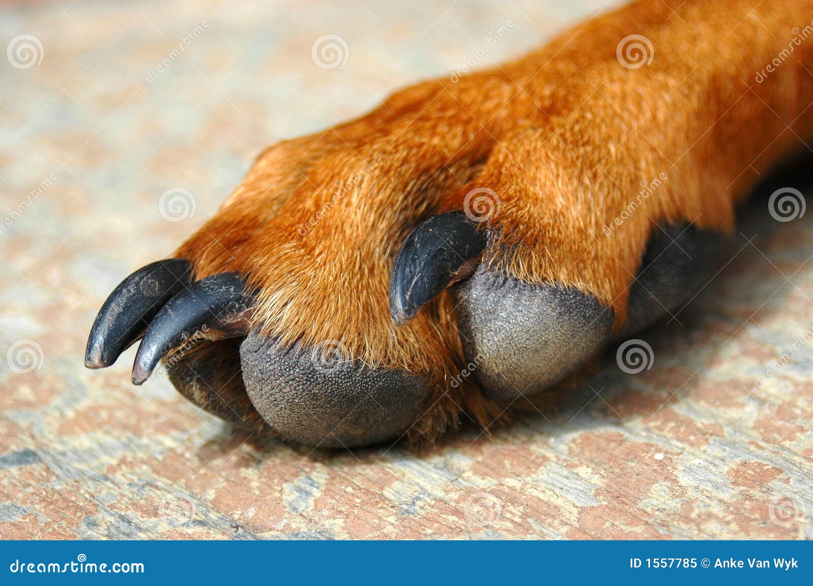 Garras imagen de archivo. Imagen de perro, pies, perezoso - 1557785