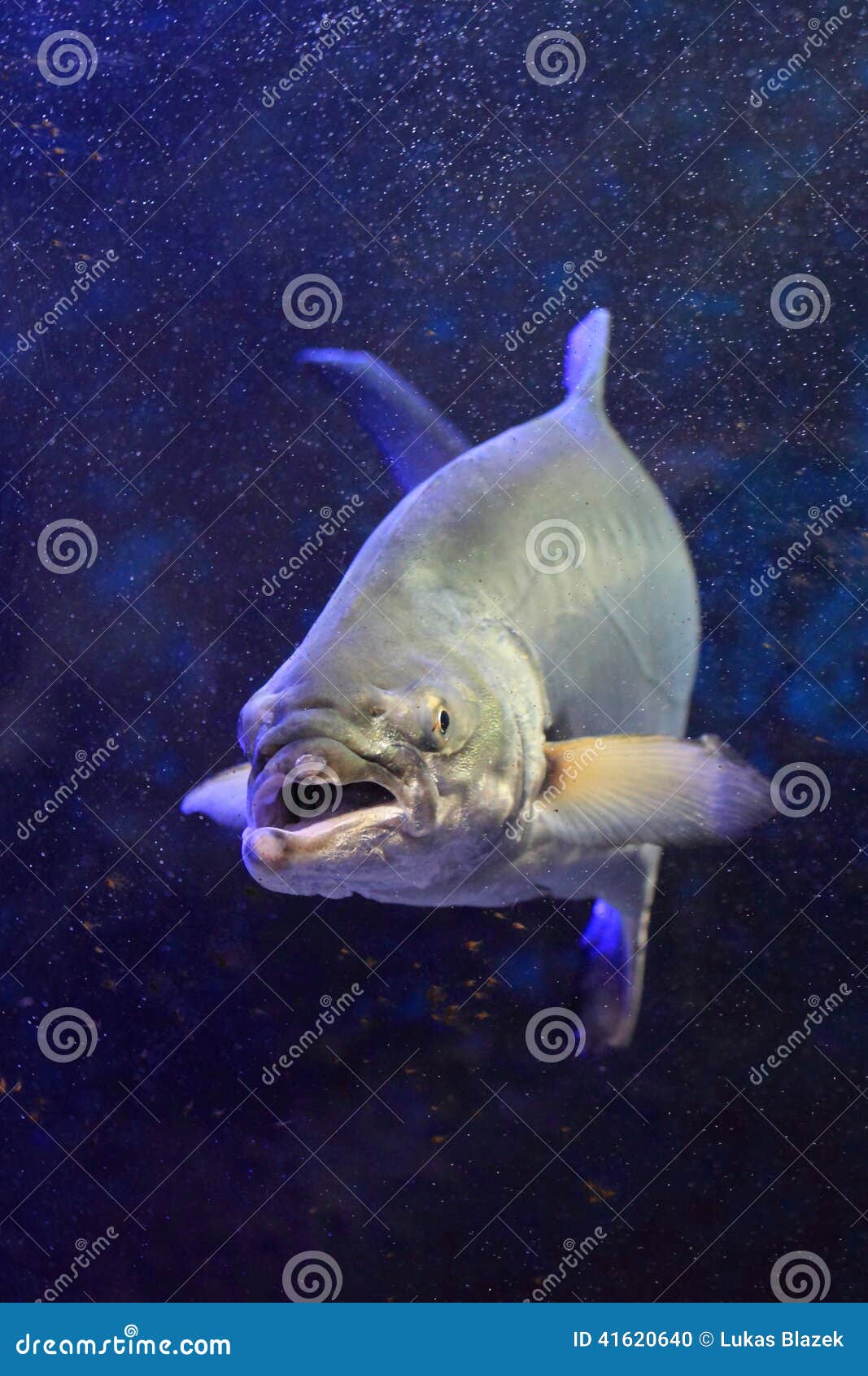 Garrick fish stock photo. Image of mouth, mediterrian - 41620640