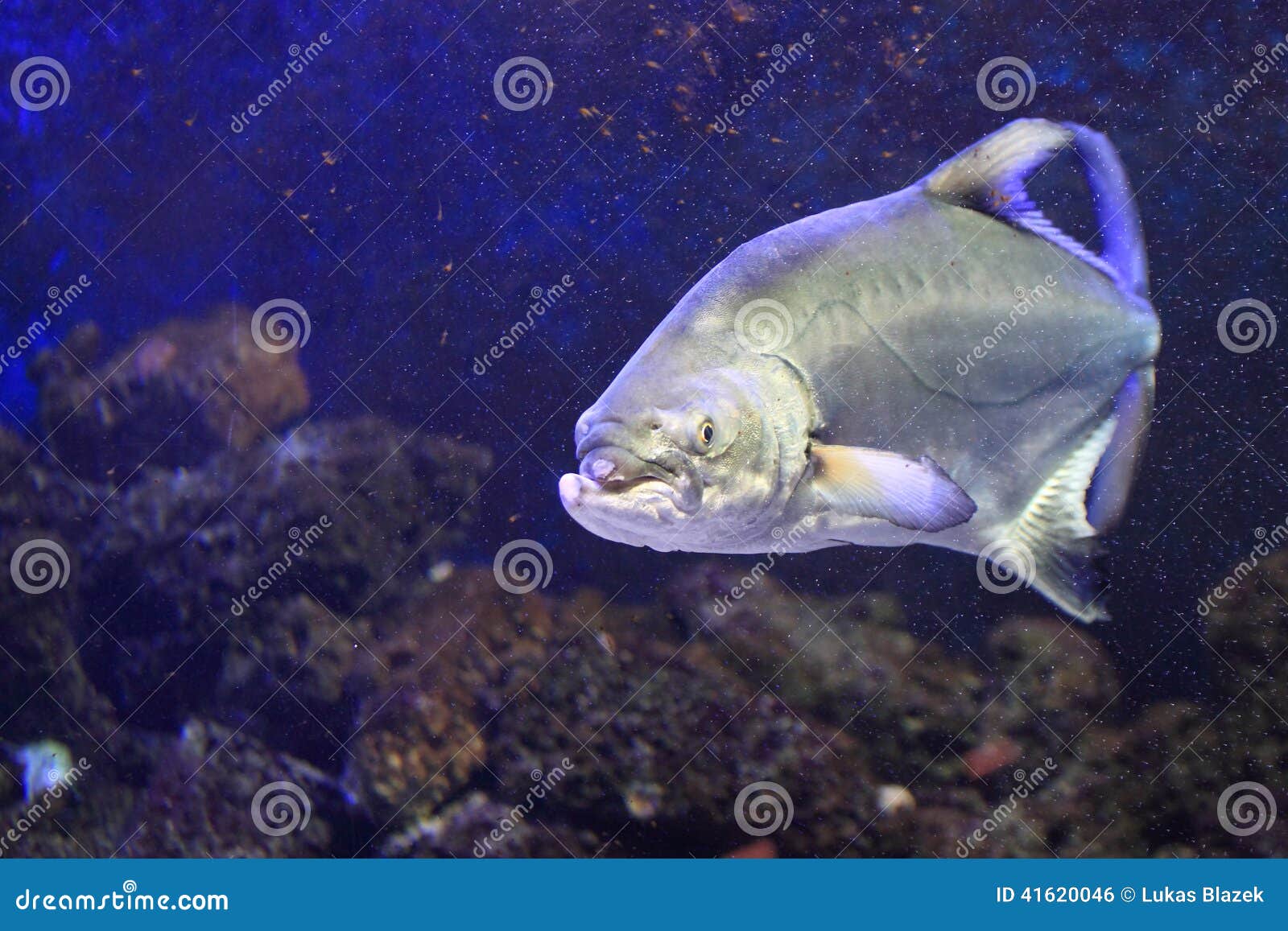 Garrick stock photo. Image of leerfish, marine, life - 41620046