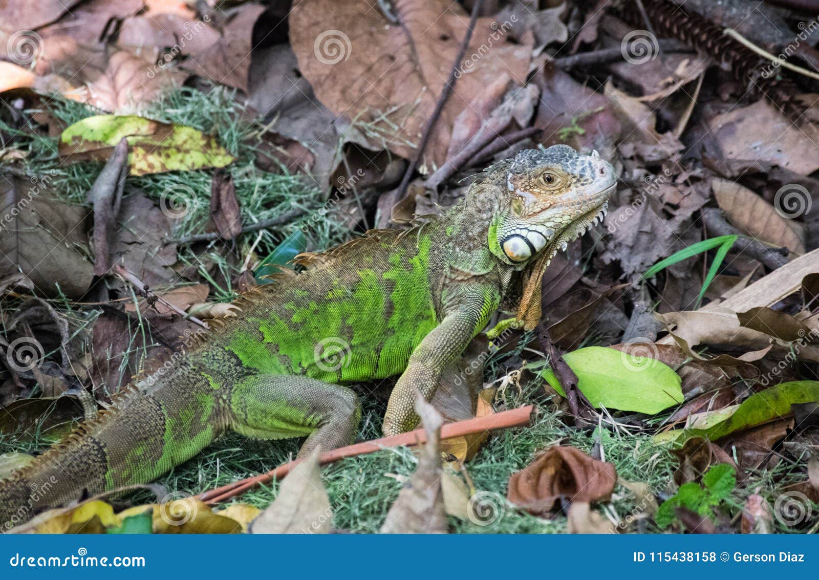 Garrobo stock foto. Image of draagstoel, leven, camouflage - 115438158