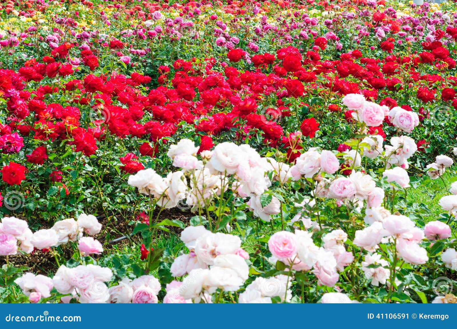 Garten der Rosen stockbild. Bild von bewaffnet, hybridisieren - 41106591