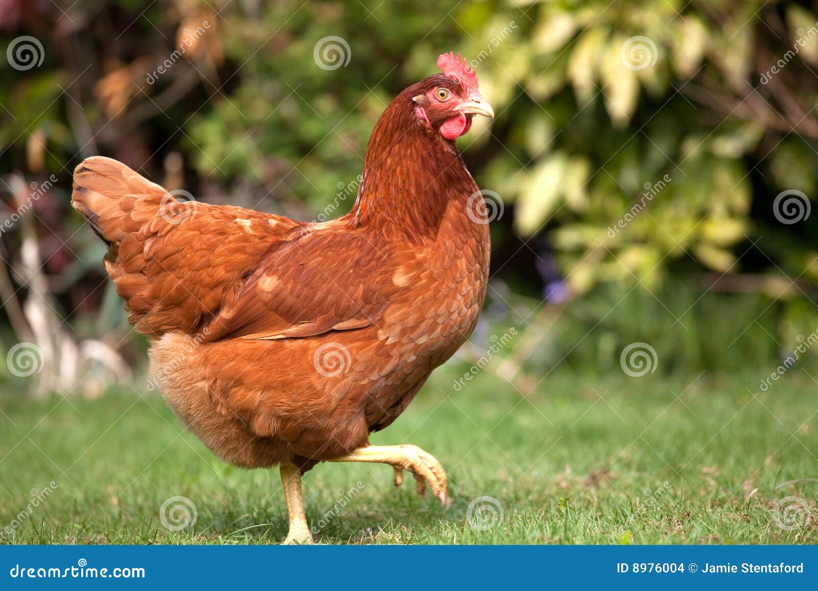 Garten-Henne stockfoto. Bild von bereich, henne, grün - 8976004