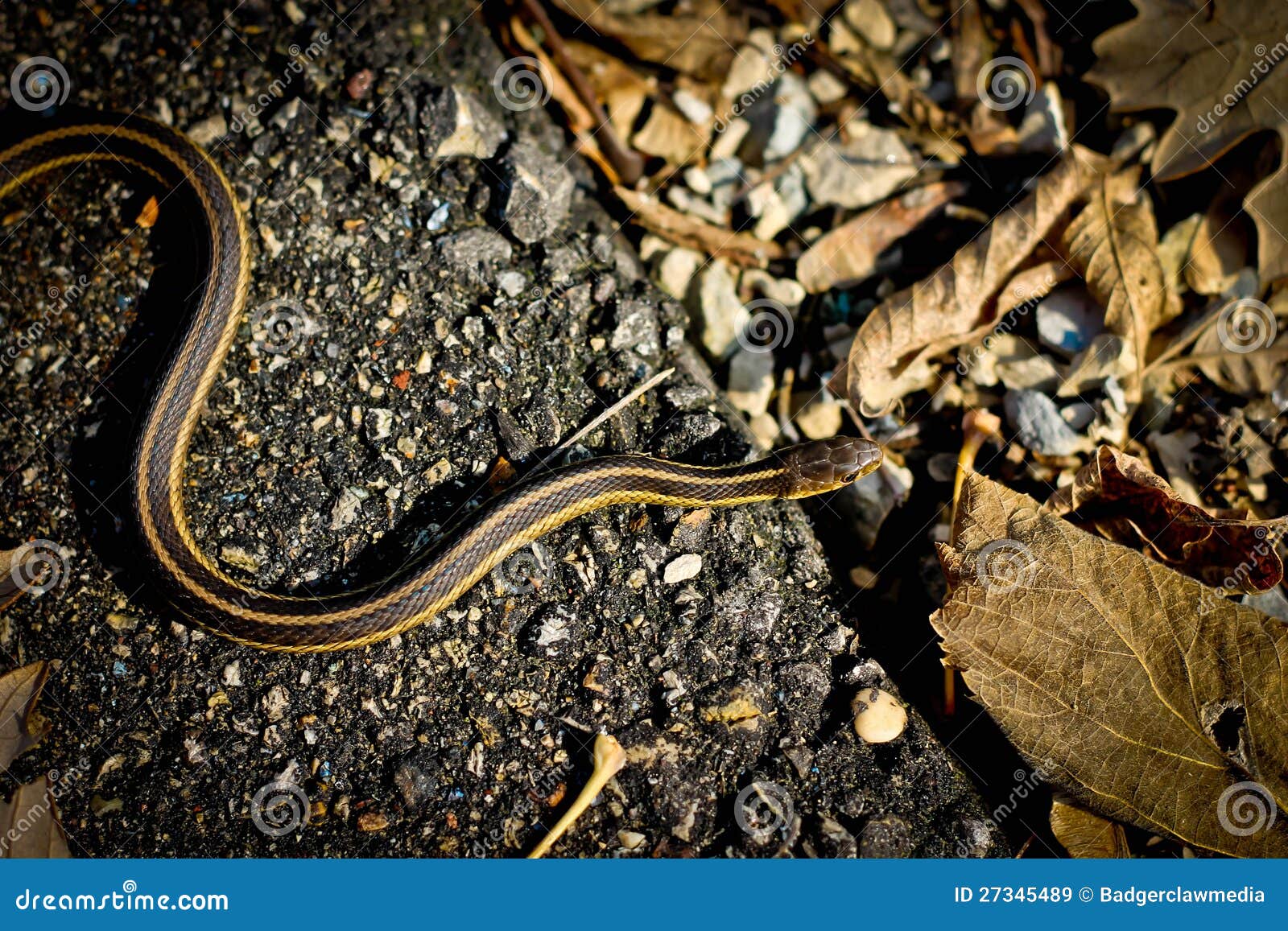 Slithering Garter Snake Stock Photo | CartoonDealer.com #96840294