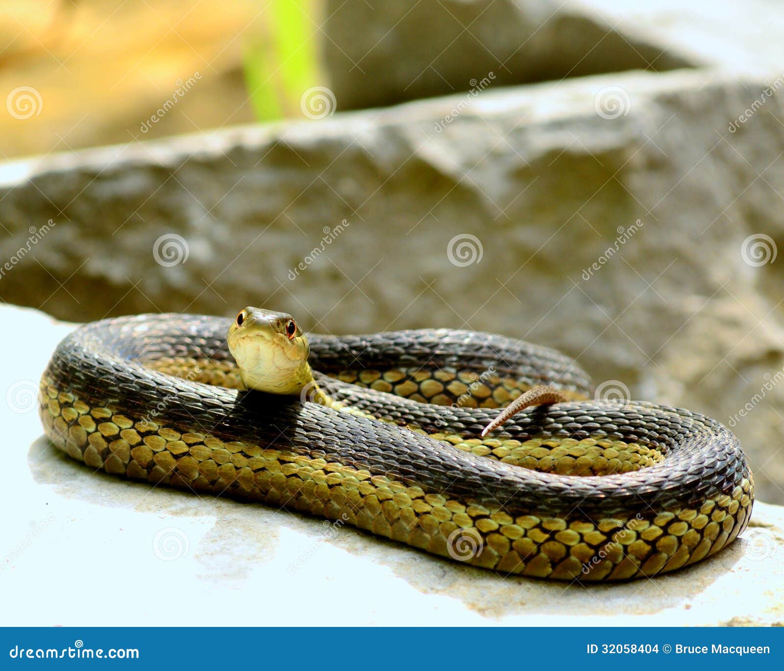 Garter Snake Head Shot Stock Photos - Free & Royalty-Free Stock Photos ...