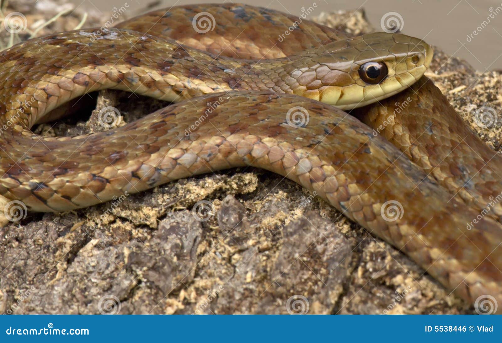 Garter Snake (Thamnophis Sirtalis) Royalty-Free Stock Image ...