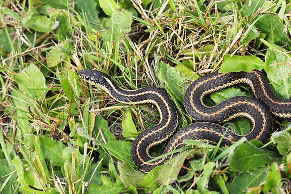 Garter Snake stock image. Image of scale, scales, sirtalis - 6345741
