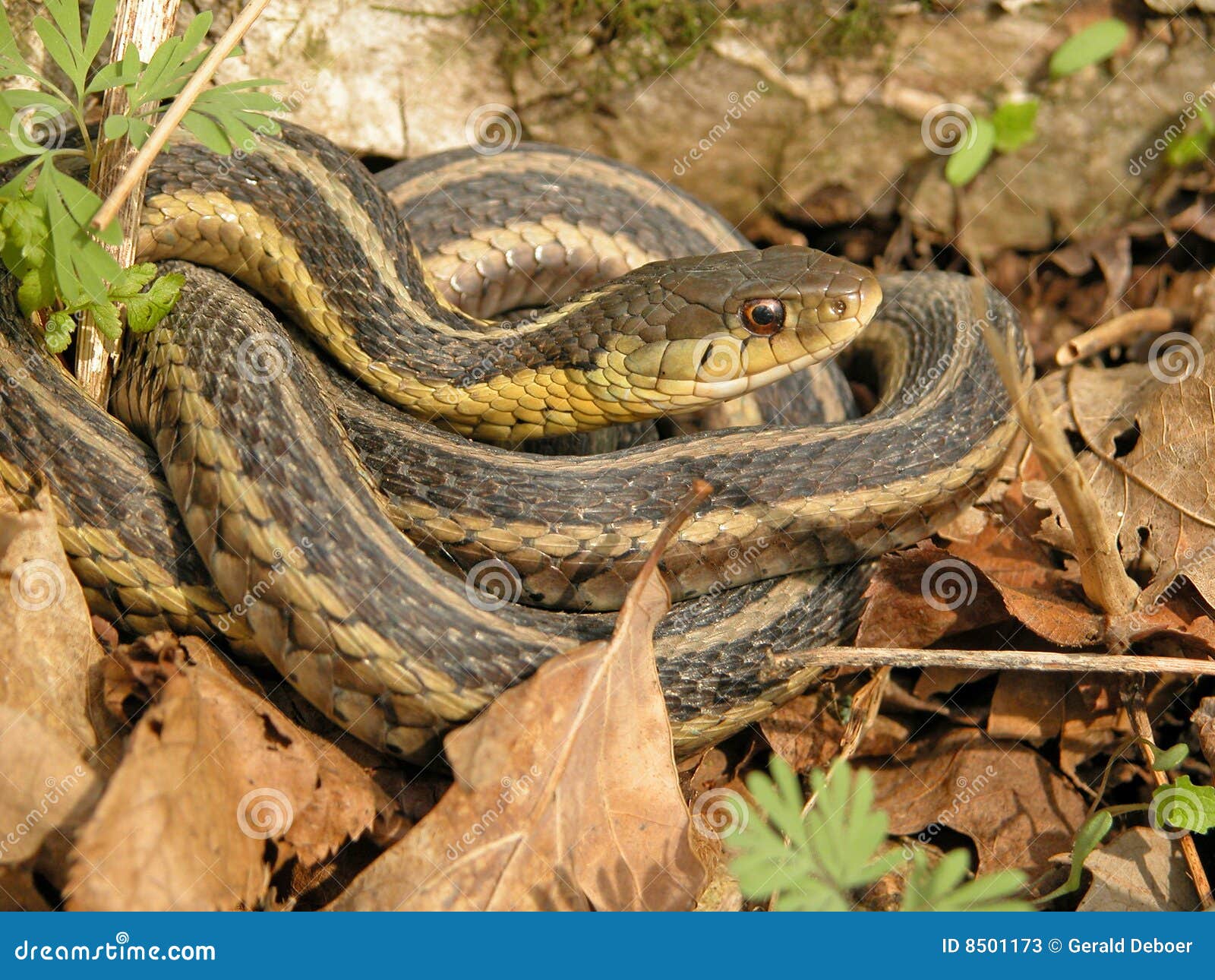Garter Snake stock image. Image of outdoors, basking, coldblooded - 8501173