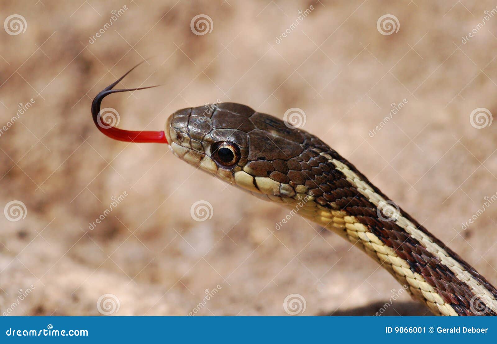 Garter Snake stock image. Image of head, animal, common - 9066001