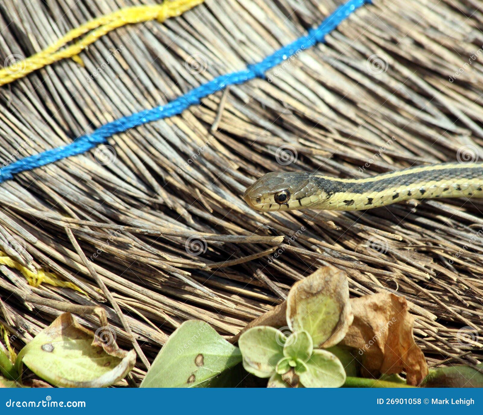 Garter snake and broom stock photo. Image of animal, ground - 26901058