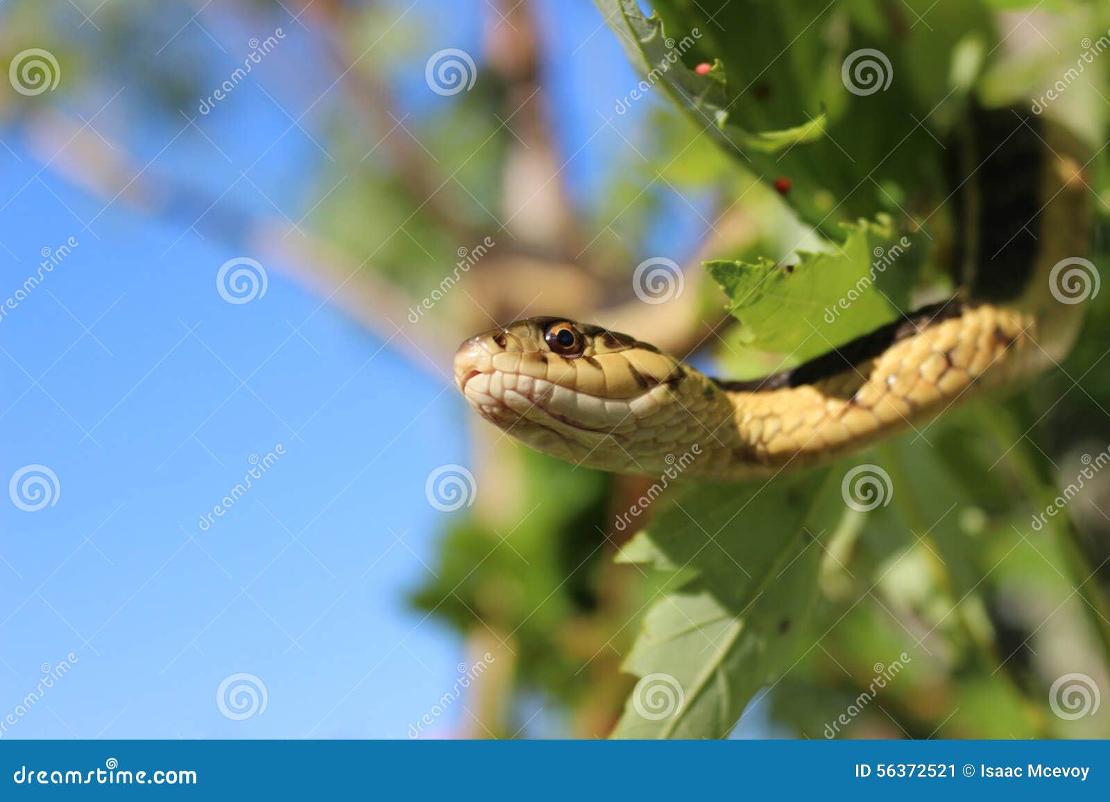 Garter Snake stock image. Image of snake, hanging, branch - 56372521