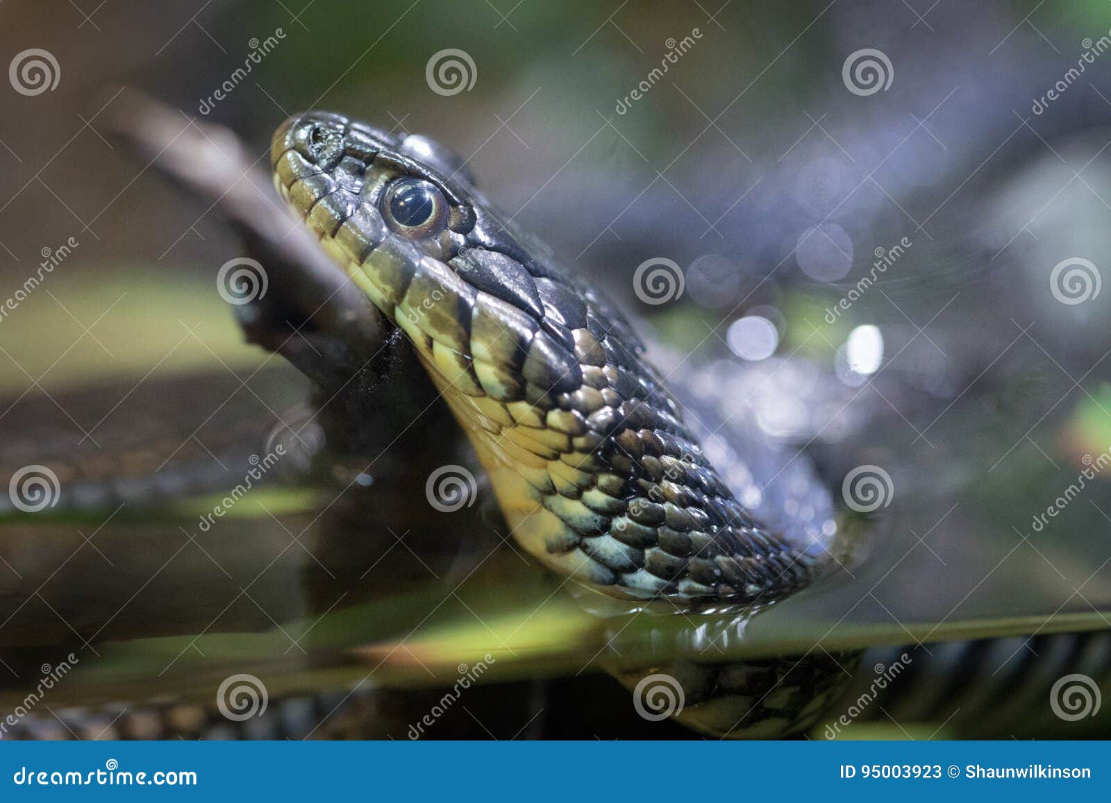Garter Snake stock image. Image of great, reptile, remote - 95003923
