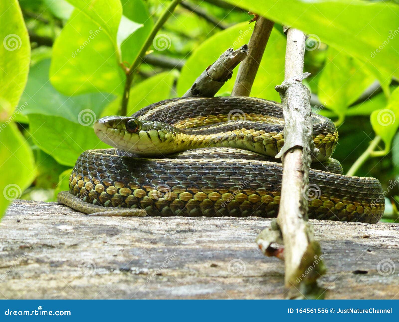 Garter Snake Coiled Up on Log Stock Photo - Image of coiled, closeup ...