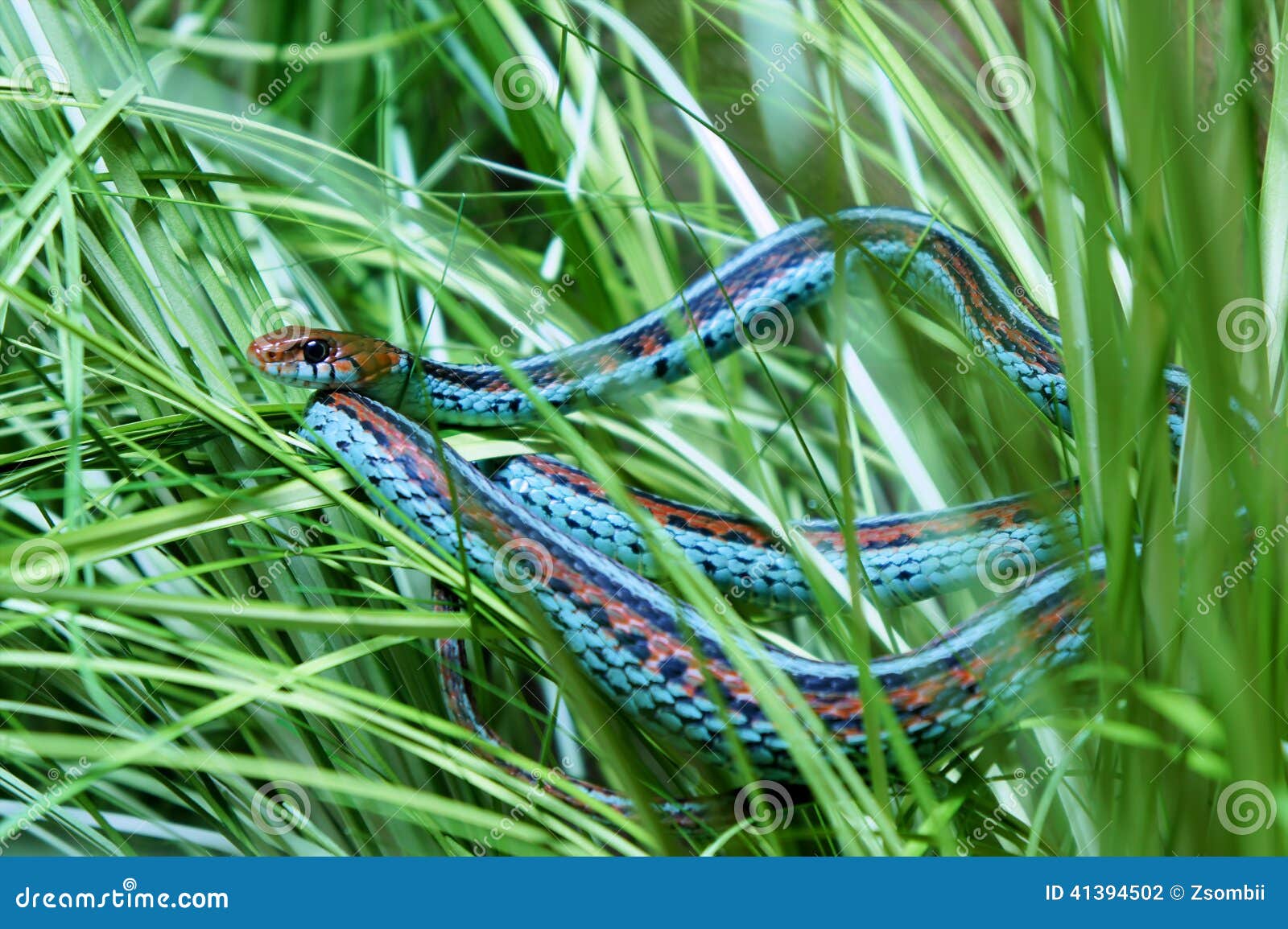 Garter snake stock photo. Image of eyes, habitat, conservation - 41394502