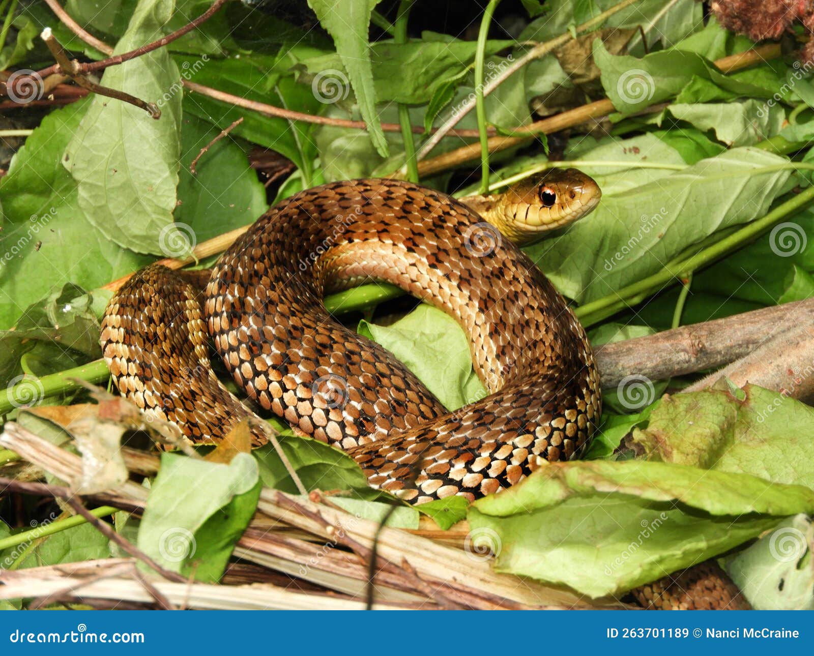 Sunning Garter Snake in Natural Environment Habitat Stock Image - Image ...