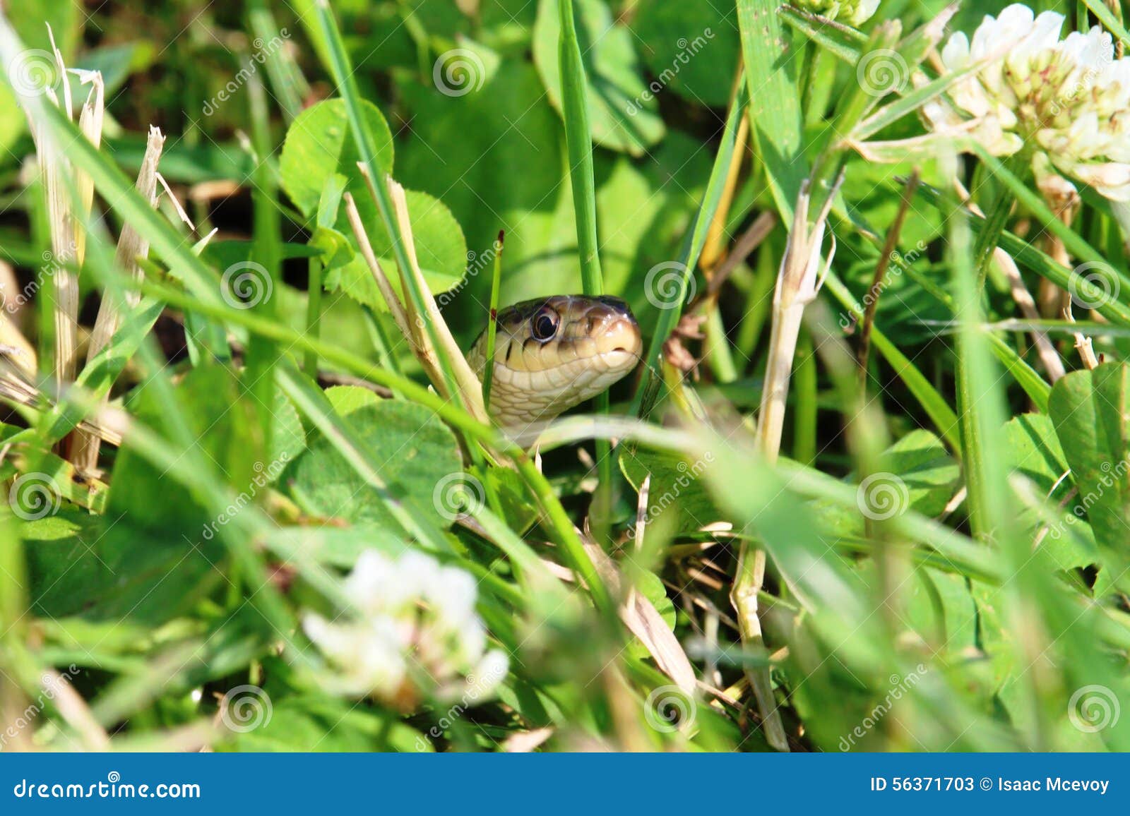 Slithering Garter Snake Stock Photo | CartoonDealer.com #96840294