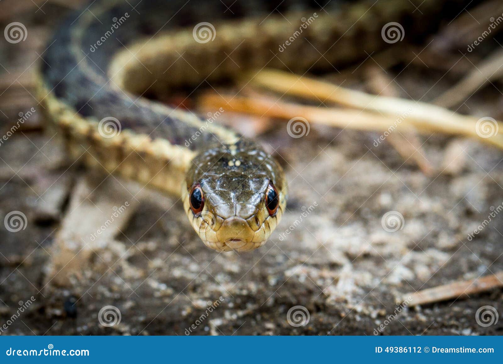 Garter Snake Head Shot stock photo. Image of macro, brown - 49386112