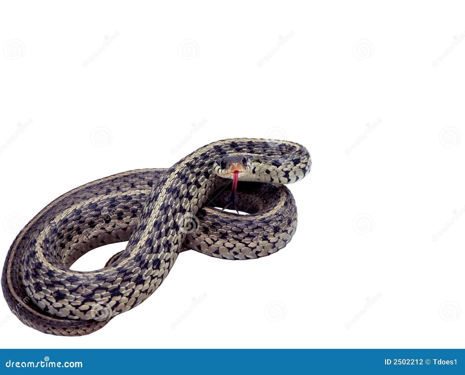 Garter snake isolated stock photo. Image of predatory - 2502212