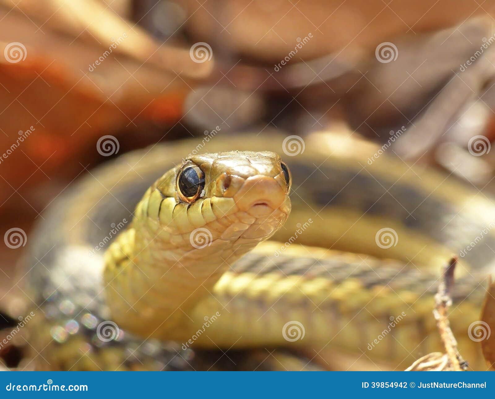 Garter Snake Looking into the Camera Stock Photo - Image of leaves ...