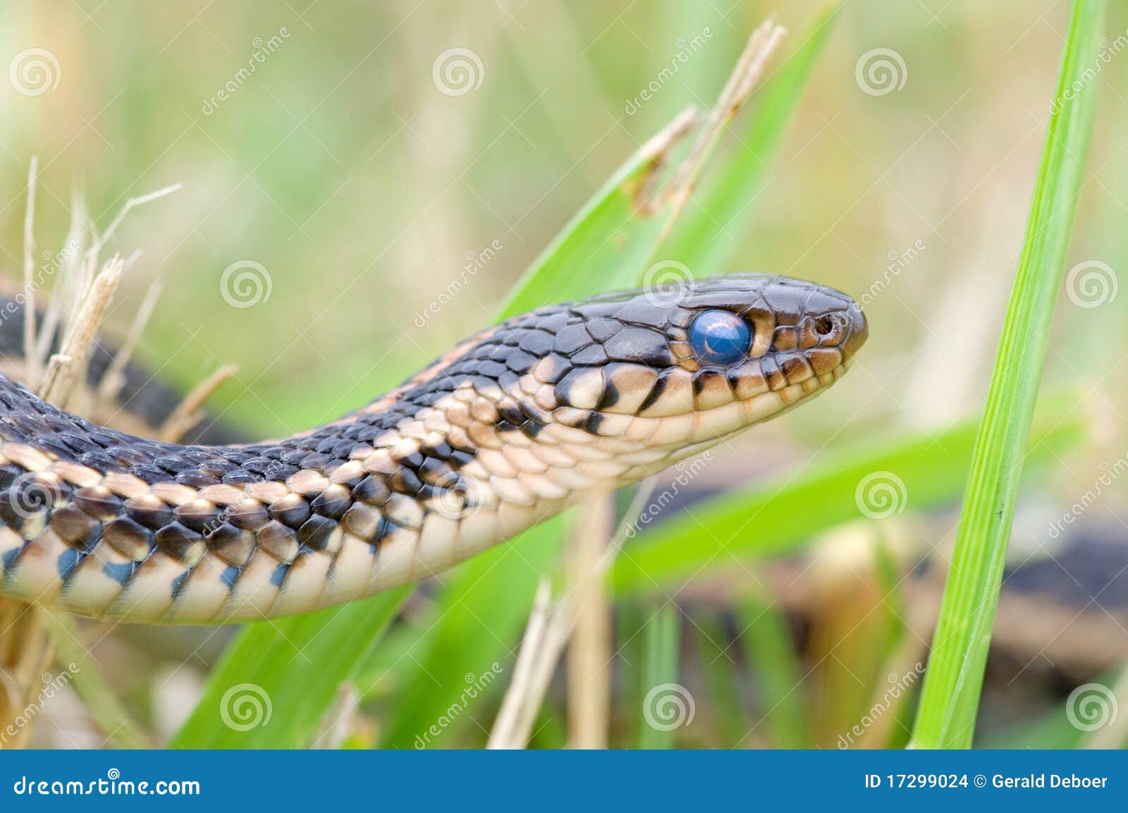Garter Snake Portrait stock photo. Image of scary, individual - 17299024