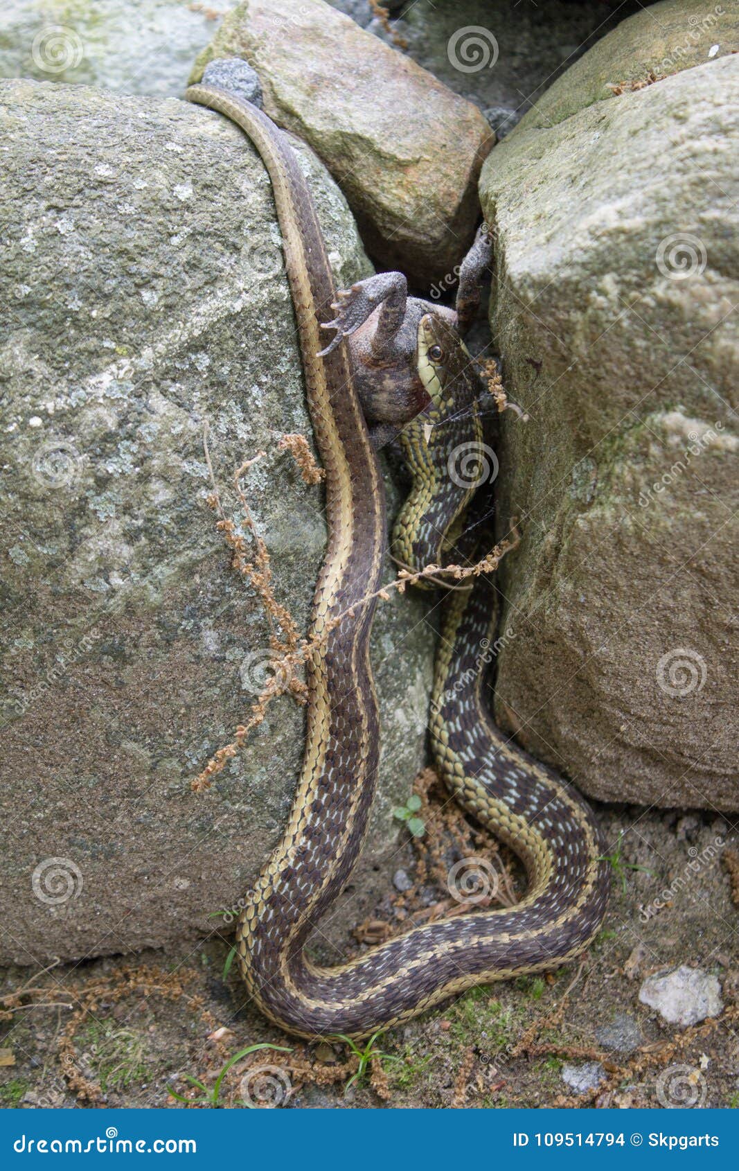 Snake Eating Frog stock photo. Image of meal, snake - 109514794