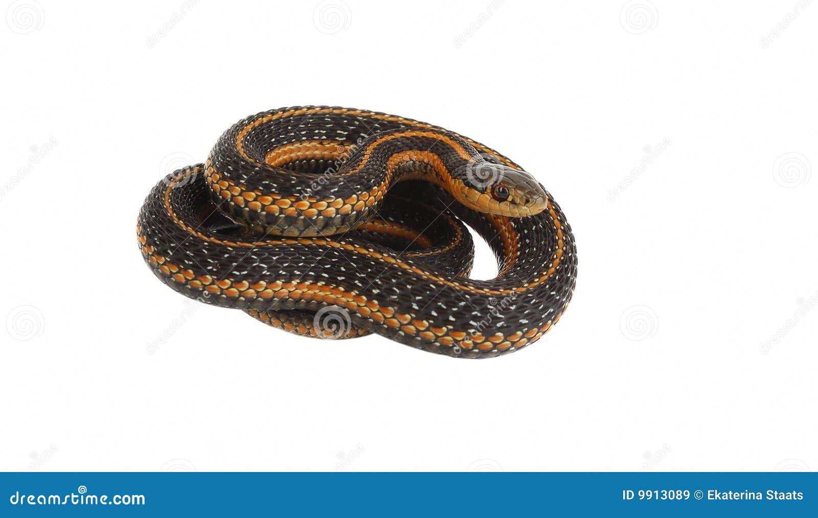 Garter snake rolling. stock image. Image of coil, scale - 9913089