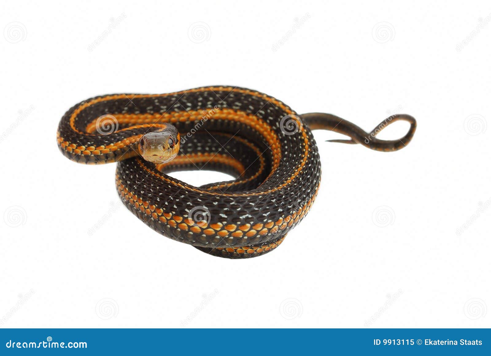 Garter snake rolling. stock image. Image of nice, scale - 9913115