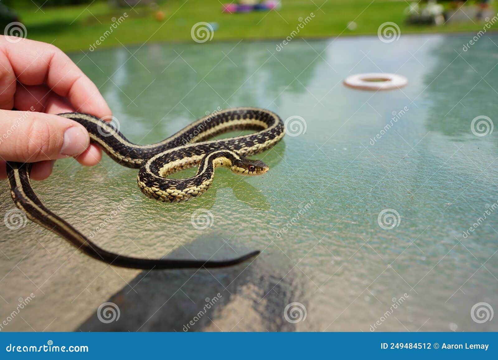 Young Garter Snake Sitting on Top of a Table Stock Photo - Image of ...