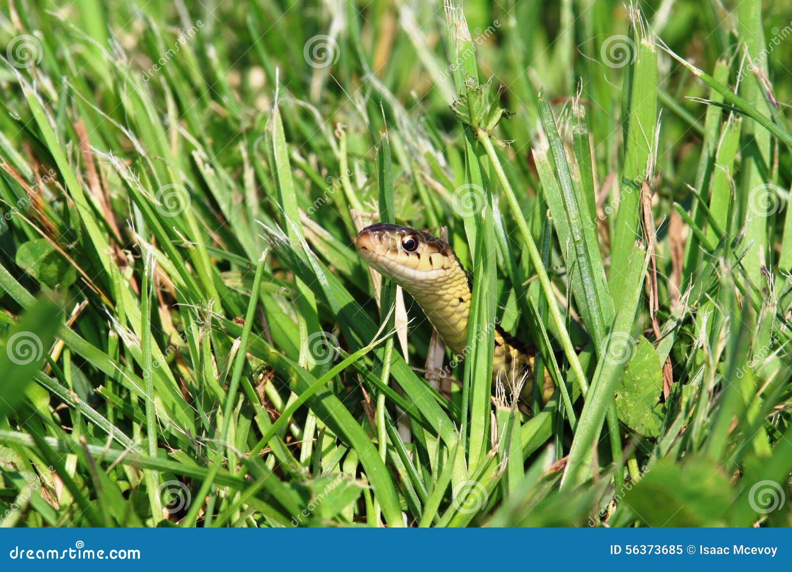Garter Snake stock image. Image of slithering, sticks - 56373685